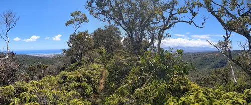 10 Best Hikes and Trails in Honolulu Watershed Forest Reserve | AllTrails