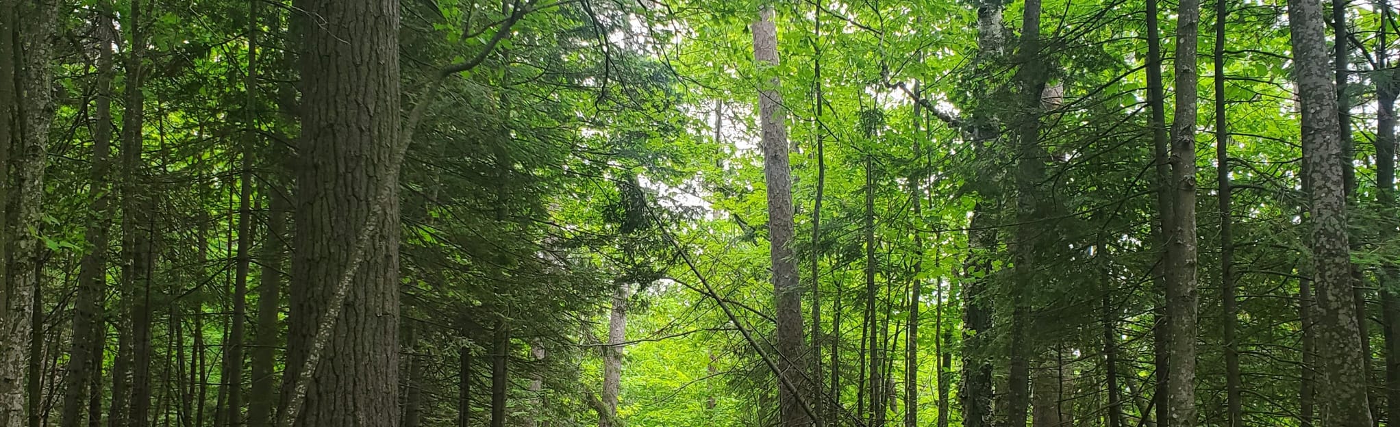 Presque Isle Interior Loop, Michigan - 47 Reviews, Map | AllTrails