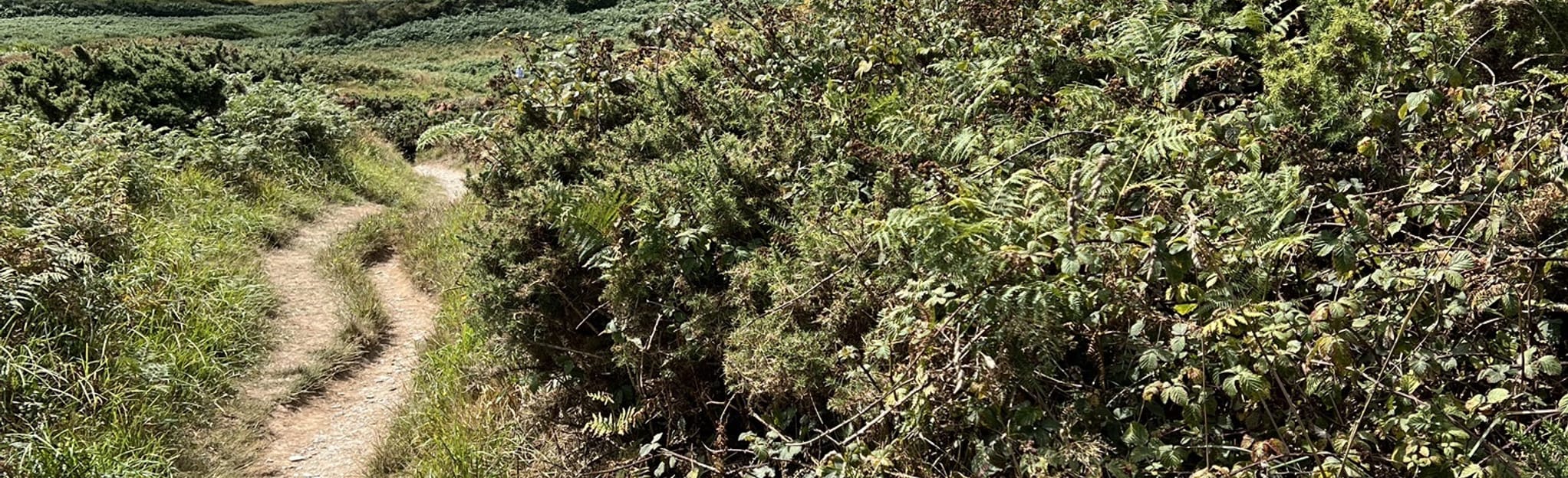 Lee and Woolacombe Circular, Devon, England - 29 Reviews, Map | AllTrails