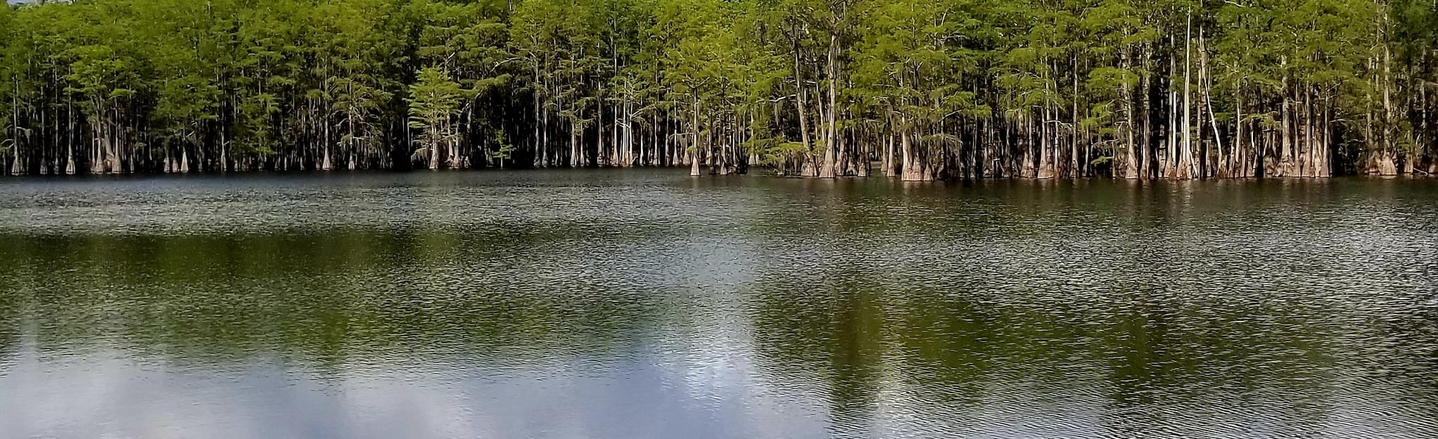 Florida Trail: Pine Log State Forest: 72 fotos - Florida | AllTrails