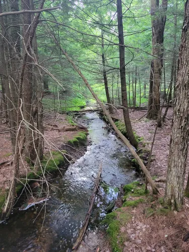 Best Cross Country Skiing Trails in Bear Brook State Park | AllTrails