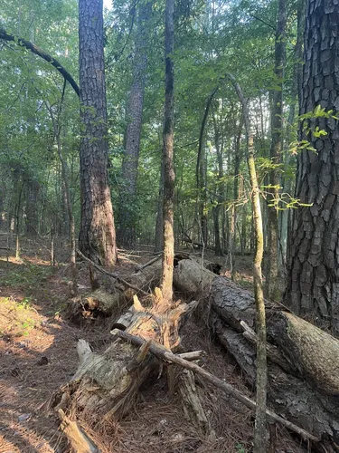 Best Hikes and Trails in Hamilton Branch State Park | AllTrails