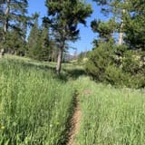 Bacon Rind Creek Trail, Montana - 87 Reviews, Map | AllTrails
