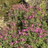 Kesugi Ridge (Curry Ridge) Trail, Alaska - 227 Reviews, Map | AllTrails