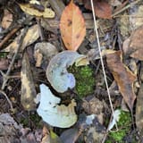 Temple Terrace Riverfront Park Trail, Florida - 35 Reviews, Map | AllTrails