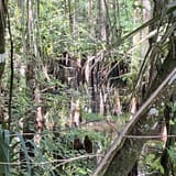 Temple Terrace Riverfront Park Trail, Florida - 35 Reviews, Map | AllTrails