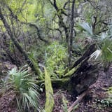 Temple Terrace Riverfront Park Trail, Florida - 35 Reviews, Map | AllTrails