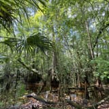 Temple Terrace Riverfront Park Trail, Florida - 35 Reviews, Map | AllTrails