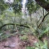 Temple Terrace Riverfront Park Trail, Florida - 35 Reviews, Map | AllTrails