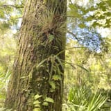 Temple Terrace Riverfront Park Trail, Florida - 32 Reviews, Map | AllTrails