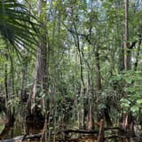 Temple Terrace Riverfront Park Trail, Florida - 35 Reviews, Map | AllTrails