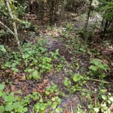 Temple Terrace Riverfront Park Trail, Florida - 32 Reviews, Map | AllTrails