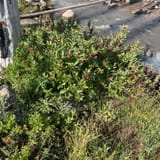 Broken Top Loop, Oregon - 265 Reviews, Map | AllTrails