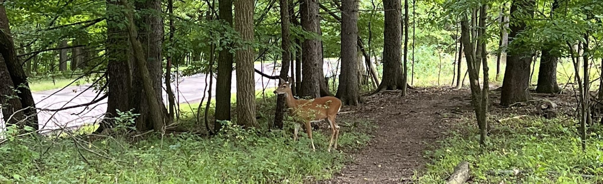 Bears Den Trail, Ohio - 75 Reviews, Map | AllTrails