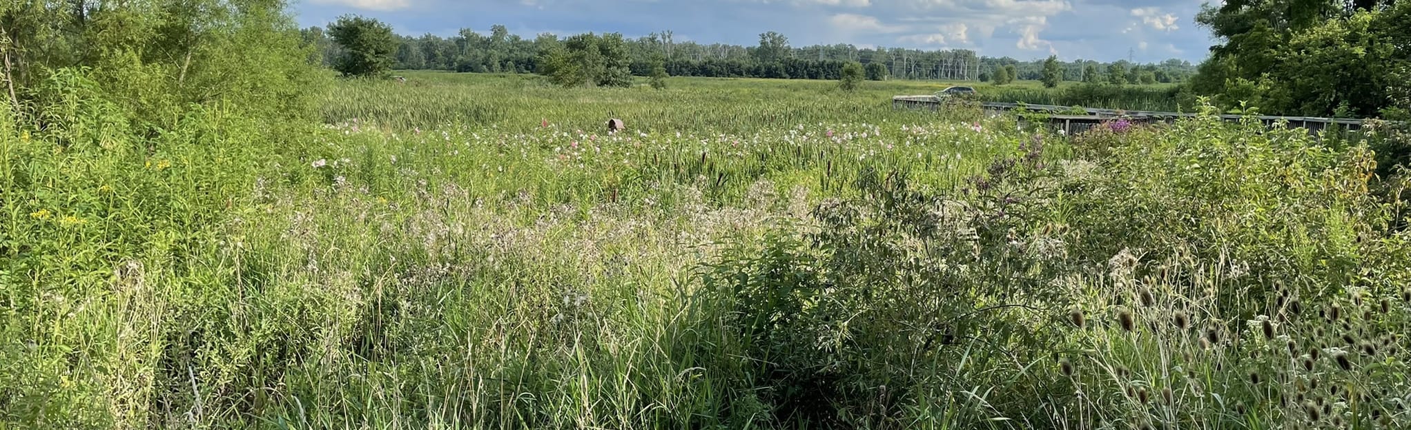 Towpath Trail: Country Club Gardens: 48 fotos - Indiana | AllTrails