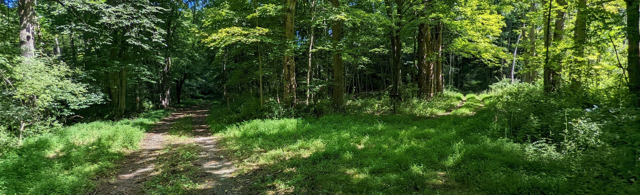 Hamilton Ridge Trail, New Jersey - 11 Reviews, Map | AllTrails