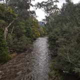 Warburton River Walk, Victoria, Australia - 209 Reviews, Map | AllTrails