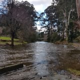 Warburton River Walk, Victoria, Australia - 209 Reviews, Map | AllTrails