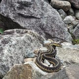 Dix Mountain via Dix Trail, New York - 329 Reviews, Map | AllTrails