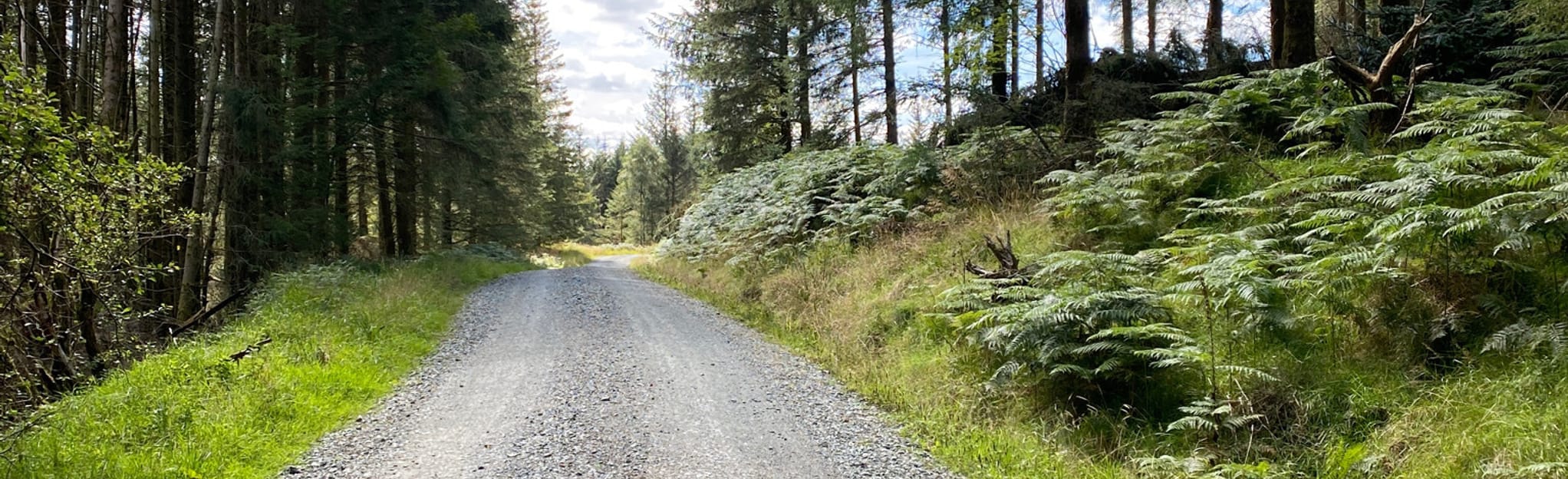 Grizedale Loop, Cumbria, England - 28 Reviews, Map | AllTrails