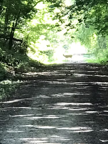 Best Hikes and Trails in Mike Levine Lakelands Trail State Park | AllTrails