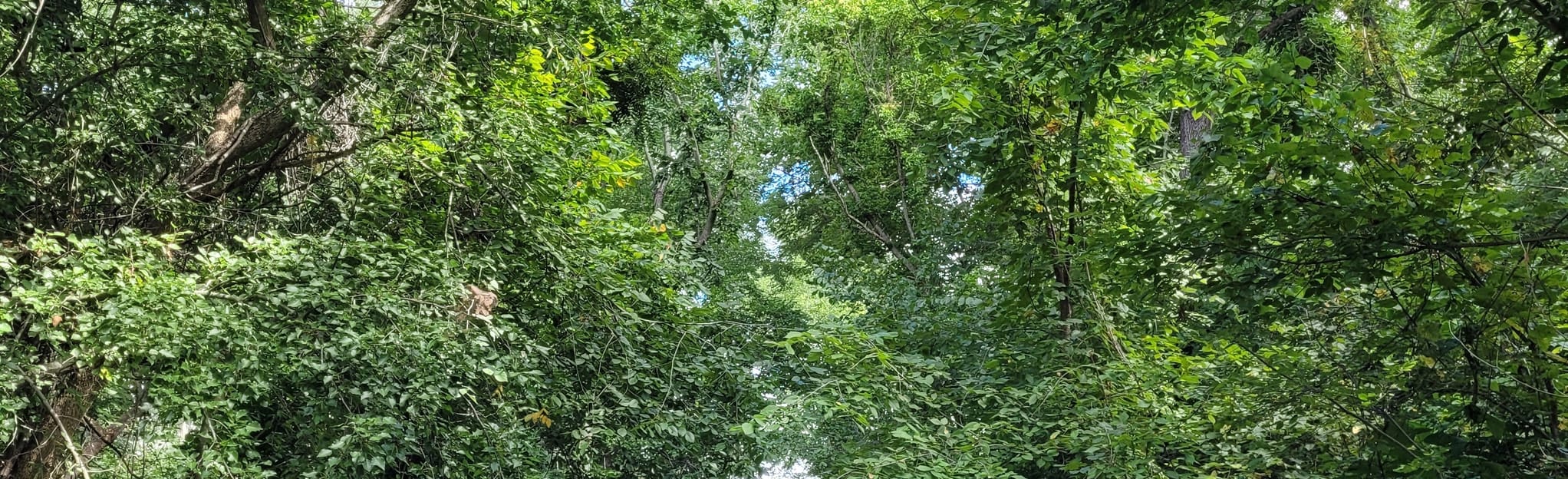 Grindstone Loop, Missouri - 126 Reviews, Map | AllTrails