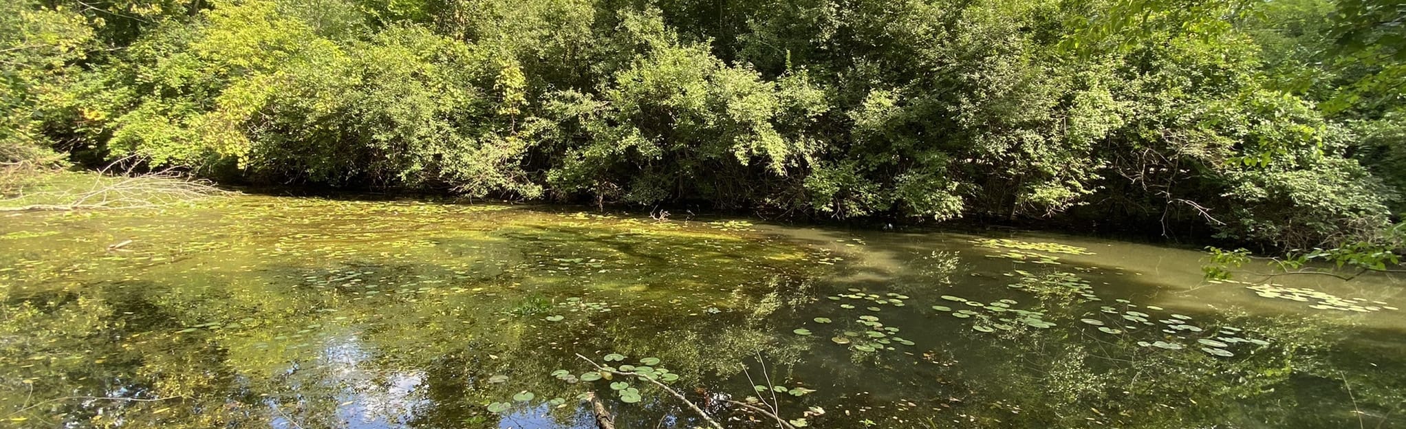 Furstenberg Nature Area and Gallup Park Trail Loop: 297 Reviews, Map ...