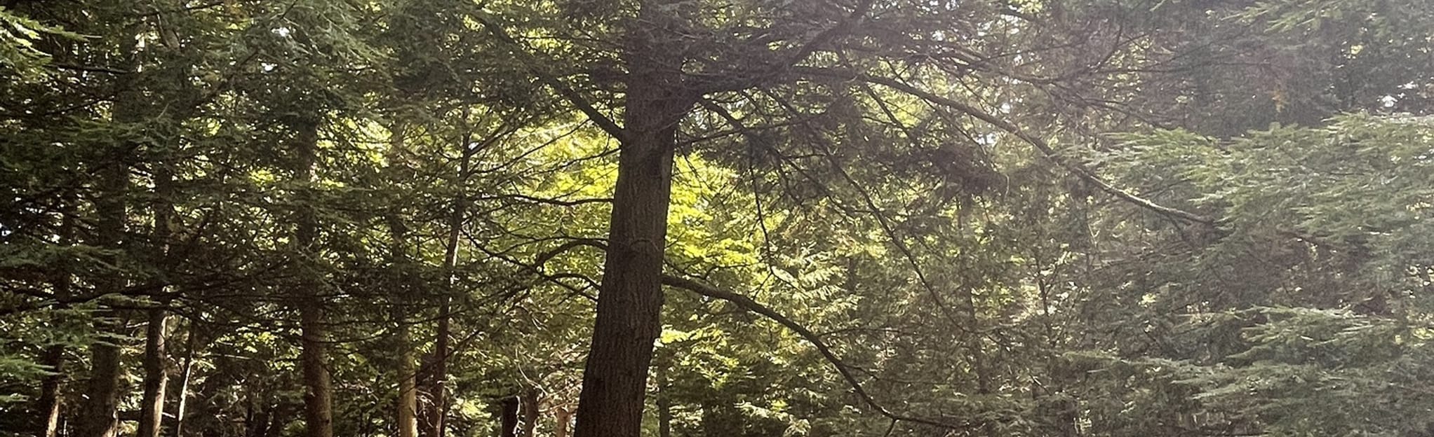 Hemlock Trail Loop: 50 Reviews, Map - Nova Scotia, Canada | AllTrails