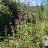 Fort Rupert Trail, British Columbia, Canada - 121 Reviews, Map | AllTrails