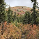 Summit Trail to Wickersham Dome, Alaska - 179 Reviews, Map | AllTrails