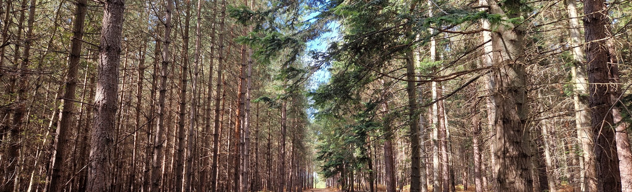 Rendlesham Forest UFO Site Circular: 51 Reviews, Map - Suffolk, England ...