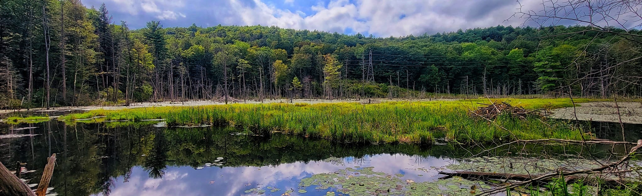 McLeod Pond Loop via Stacey Road: 53 Reviews, Map - Massachusetts ...