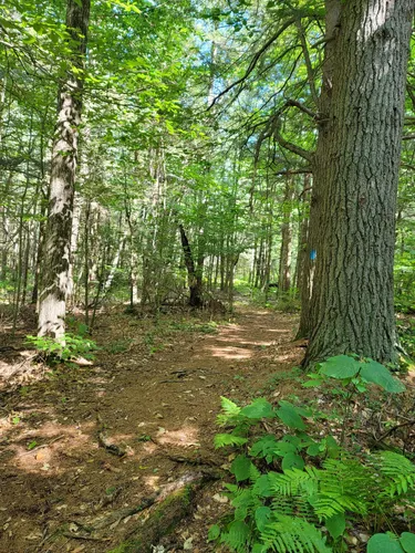 Best Hikes and Trails in Granville State Forest | AllTrails