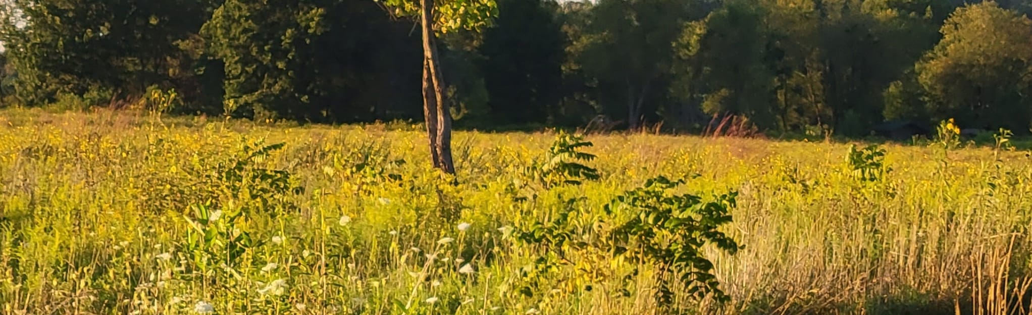Springfield Bog Prairie Trail, Ohio - 611 Reviews, Map | AllTrails