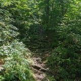 Whigg Meadow via Mud Gap Trail, North Carolina - 125 Reviews, Map ...