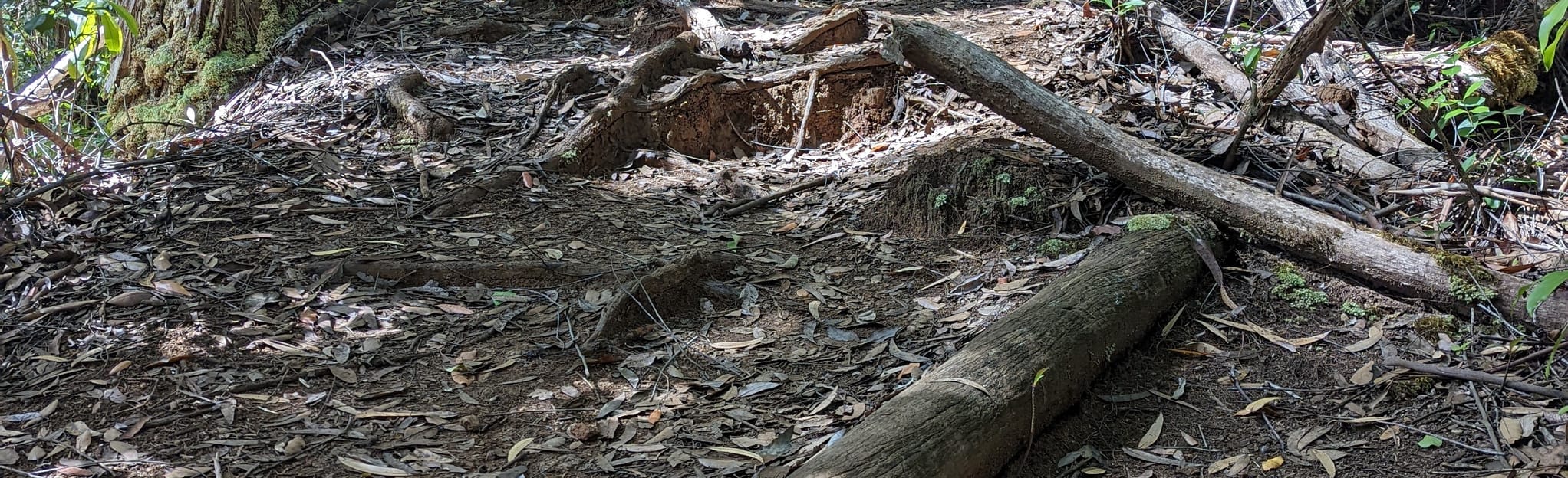 Wahiawa Hills Trail - Oahu, Hawaii | AllTrails