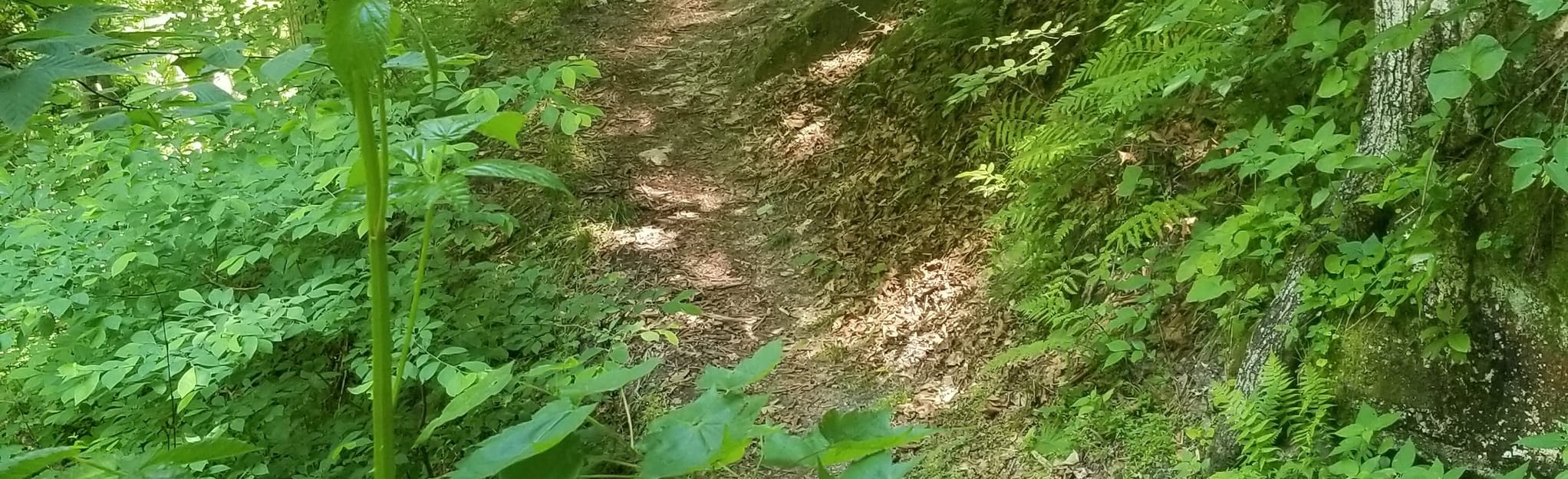 Box Canyon Trail, Kentucky - 240 Reviews, Map | AllTrails