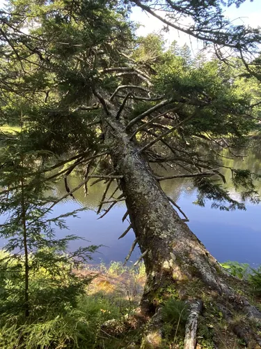 Best Hikes and Trails in Machias | AllTrails