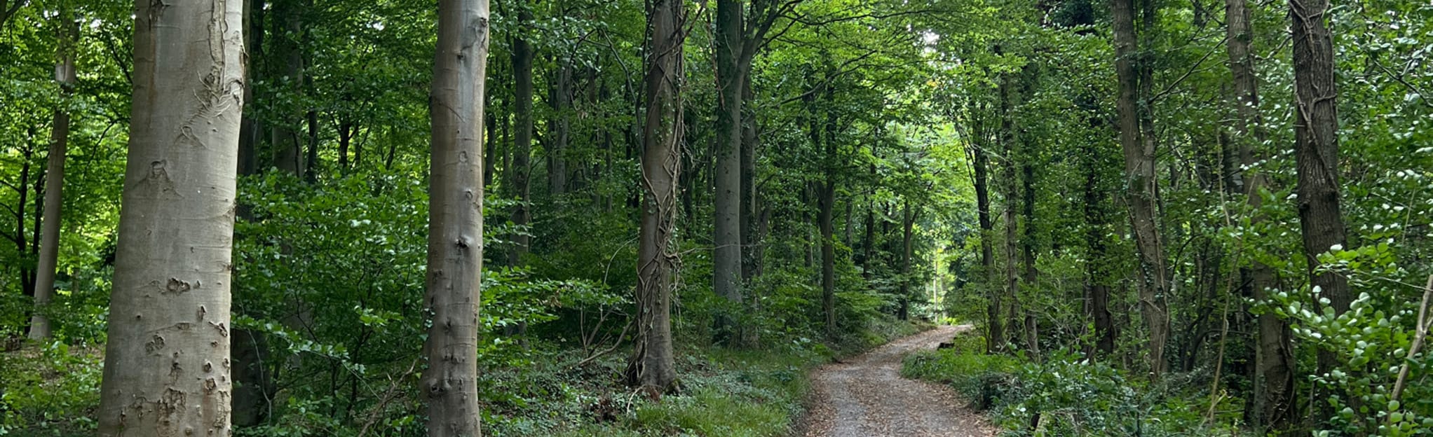 Leigh Woods Blue and Red Circuit: 85 Reviews, Map - Bristol, England ...