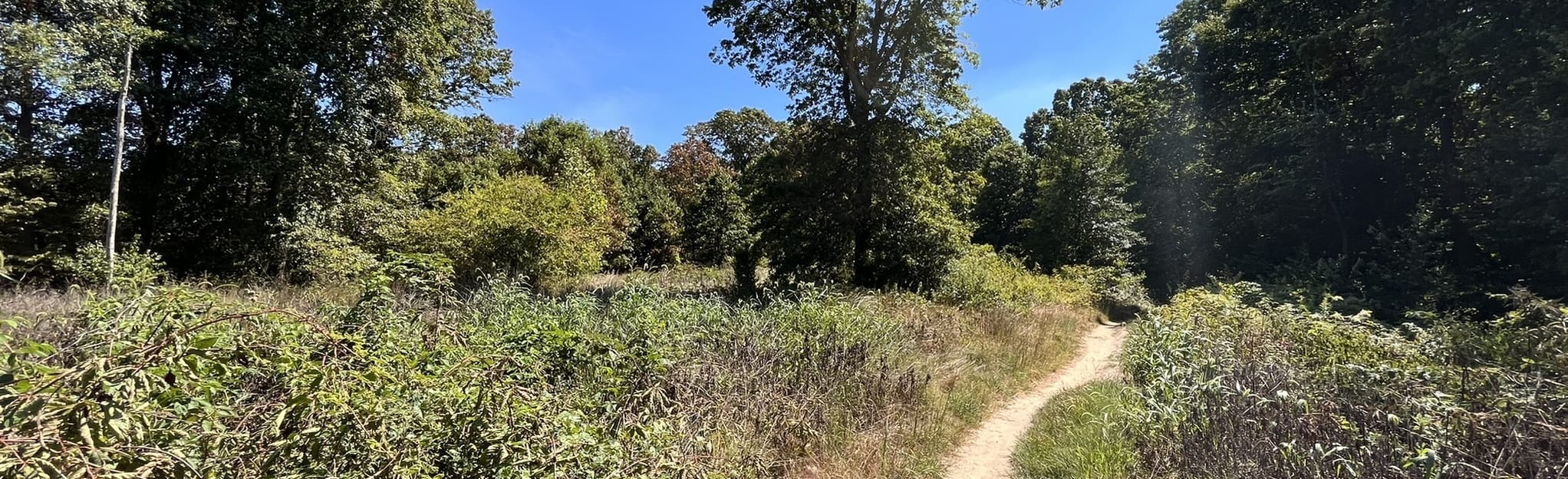 Houston Meadows and Yellow Trail: 816 foto - Pennsylvania | AllTrails