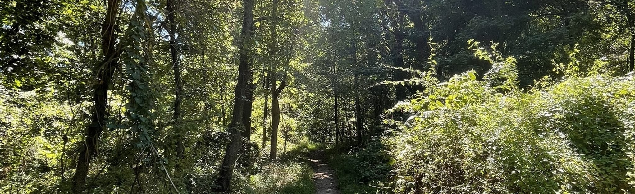 Flat Rock Brook Loop Trail, New Jersey - 804 Reviews, Map | AllTrails