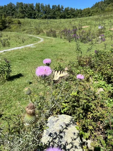 10 Best Hikes and Trails in Moses H Cone Memorial Park | AllTrails