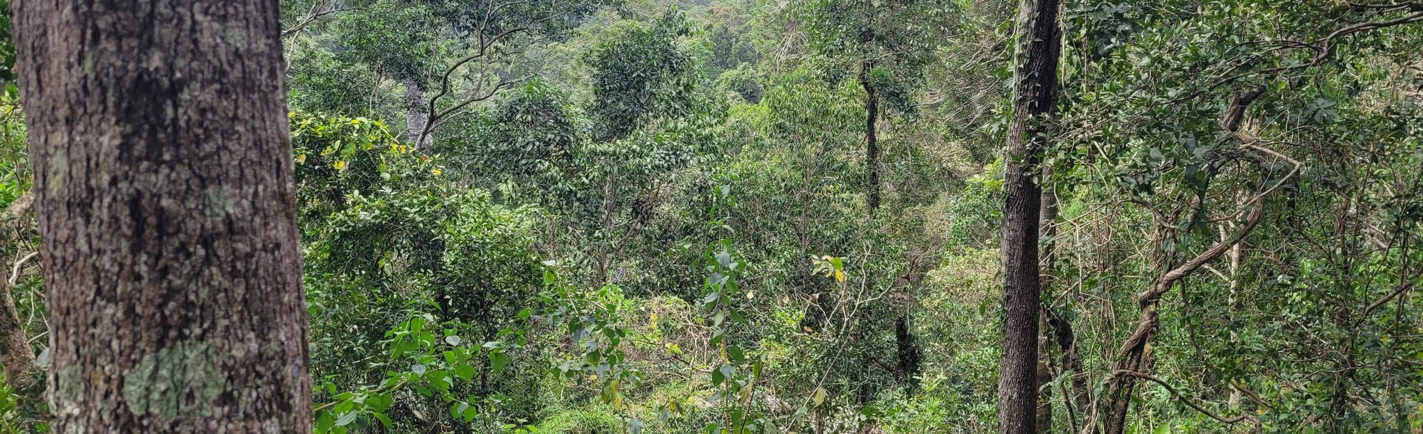 Amama Walk: 53 Reviews, Map - Queensland, Australia | AllTrails