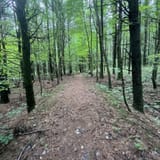 Birch Grove Connector Trail and North Country Trail Loop, Michigan ...