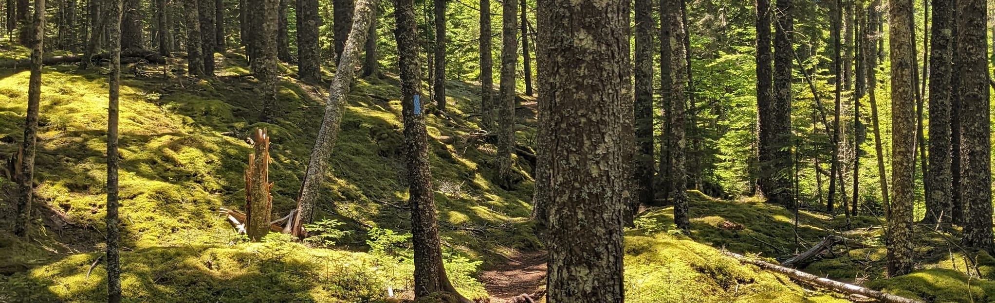 Alder Woods Trail: 25 Reviews, Map - Maine | AllTrails