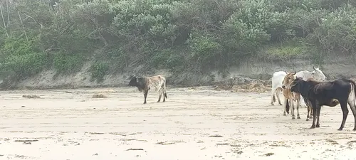 2023 Best Beach Trails in Qolora Mouth | AllTrails