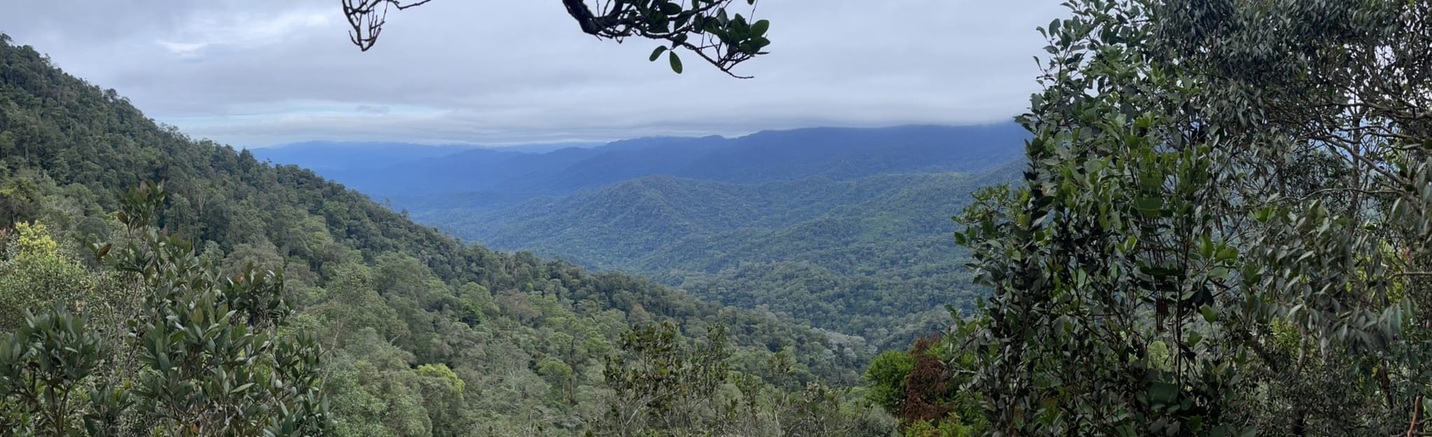 Gunung Bunga Buah via Arara, Pahang, Malaysia - 7 Reviews, Map | AllTrails
