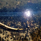 Cora Lake Trail, Washington - 232 Reviews, Map | AllTrails