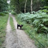 Bacton Woods Circular, Norfolk, England - 96 Reviews, Map | AllTrails