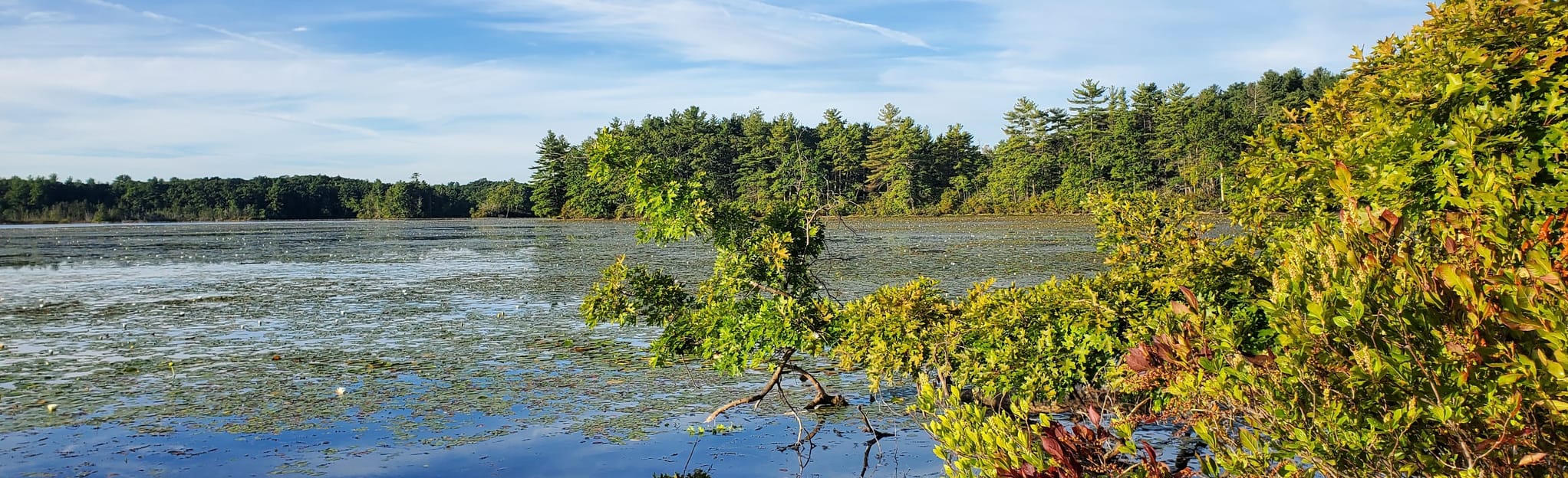 Whitehall Reservoir Loop, Massachusetts - 1,802 Reviews, Map | AllTrails